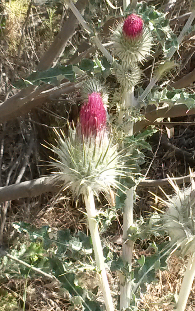 Red / Cobwebby Thistle – estuary.us