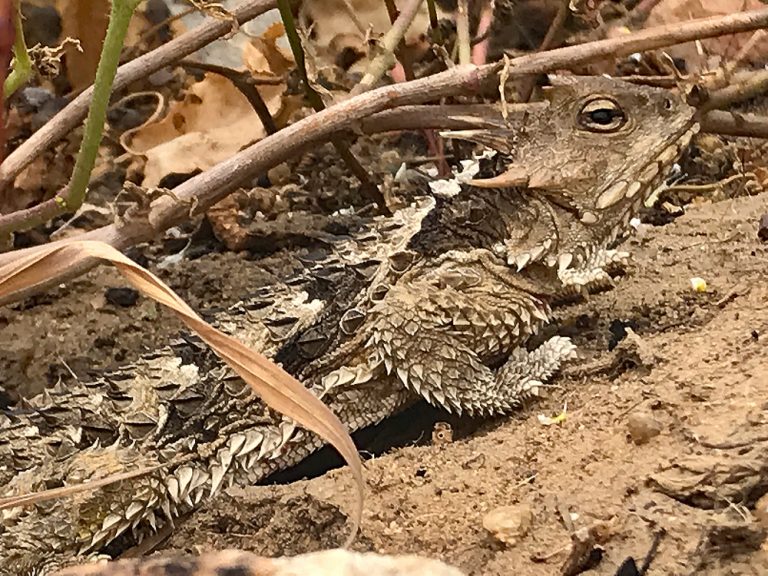 Blainville’s Horned Lizard on the Meadow Vista Trail – estuary.us