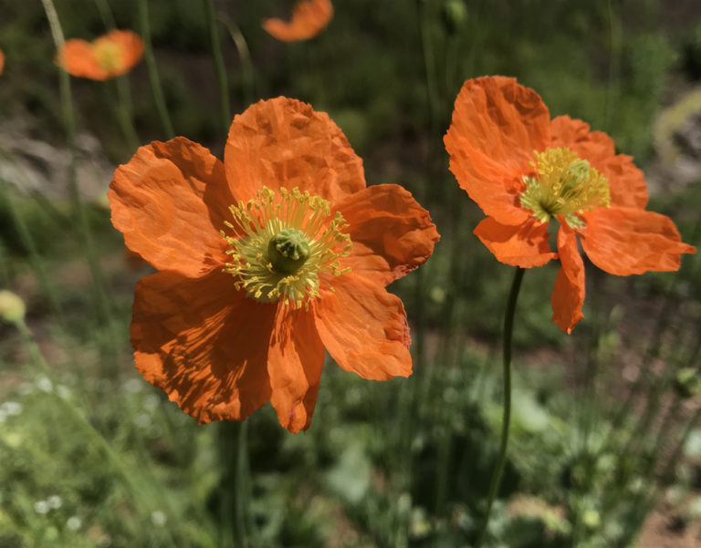 Fire Poppy, Papaver californicum – estuary.us