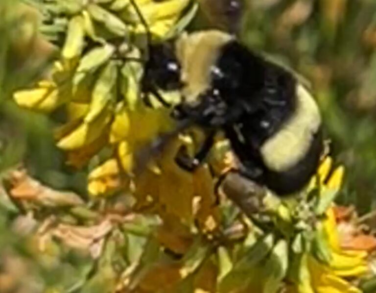 Crotch’s Bumble Bee – estuary.us