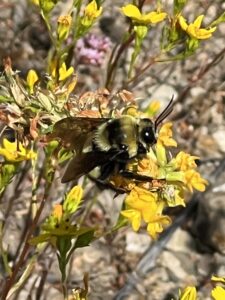 Crotch’s Bumble Bee – estuary.us