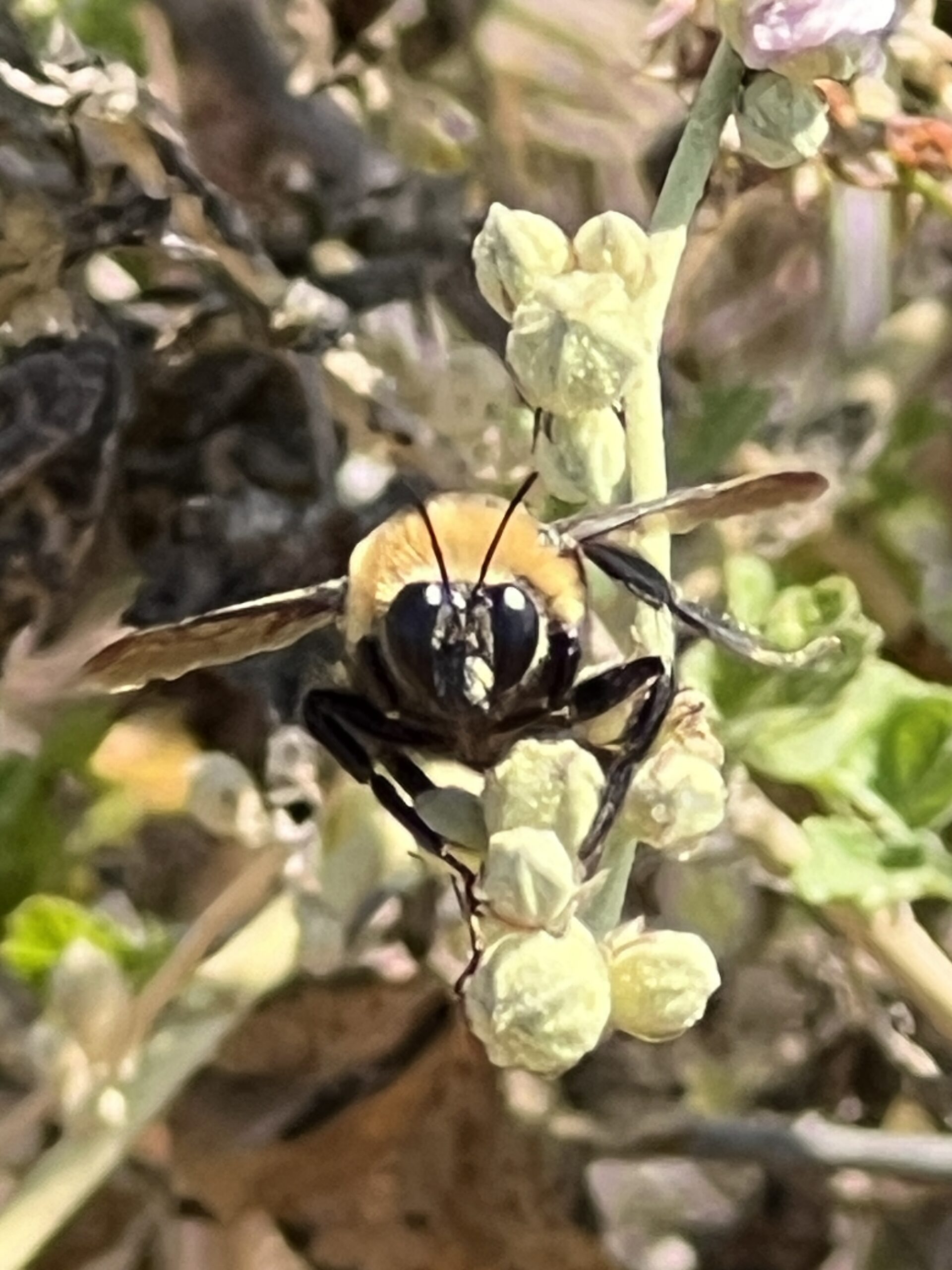 Crotch’s Bumble Bee – estuary.us