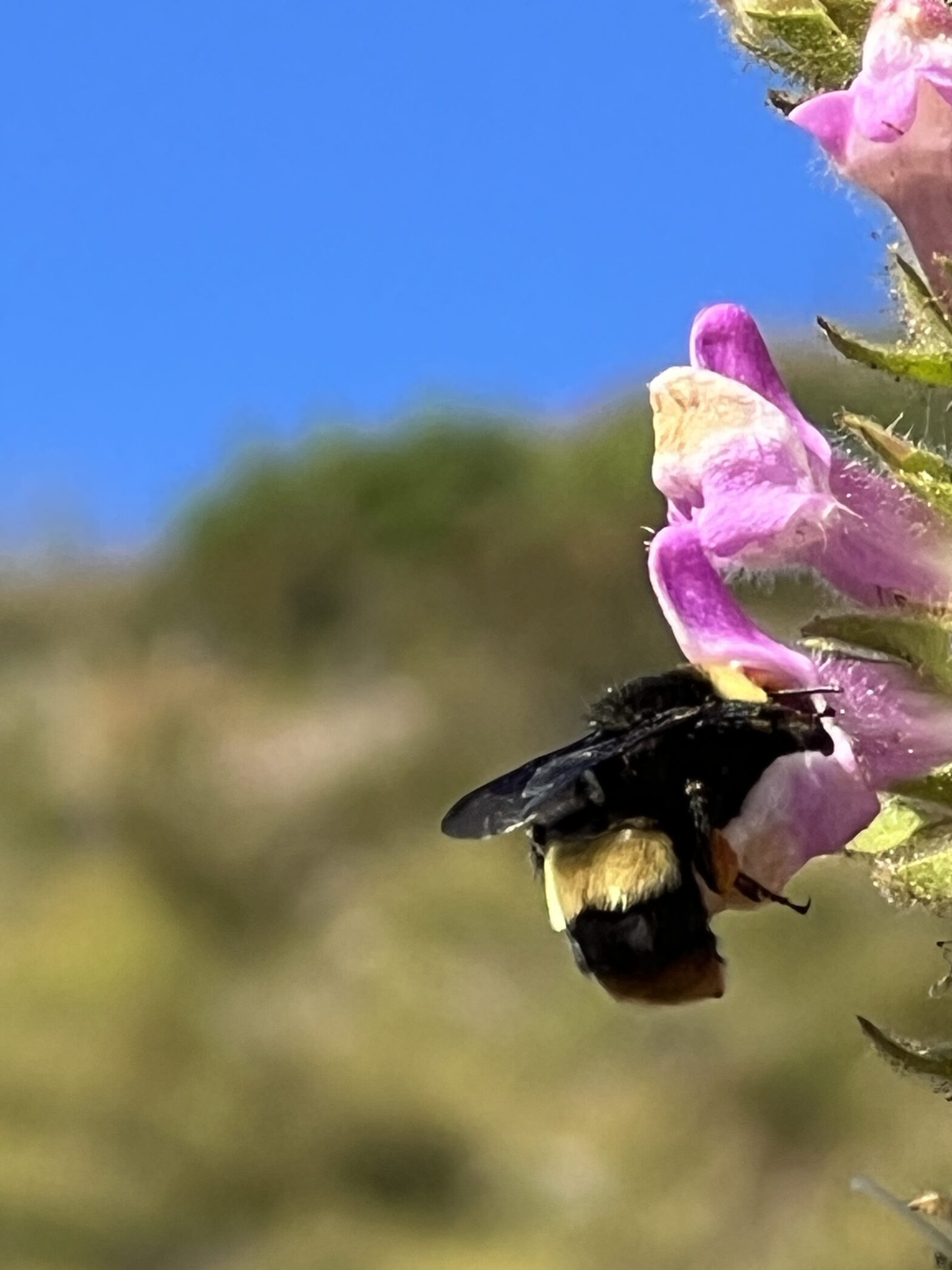 Crotch’s Bumble Bee – estuary.us