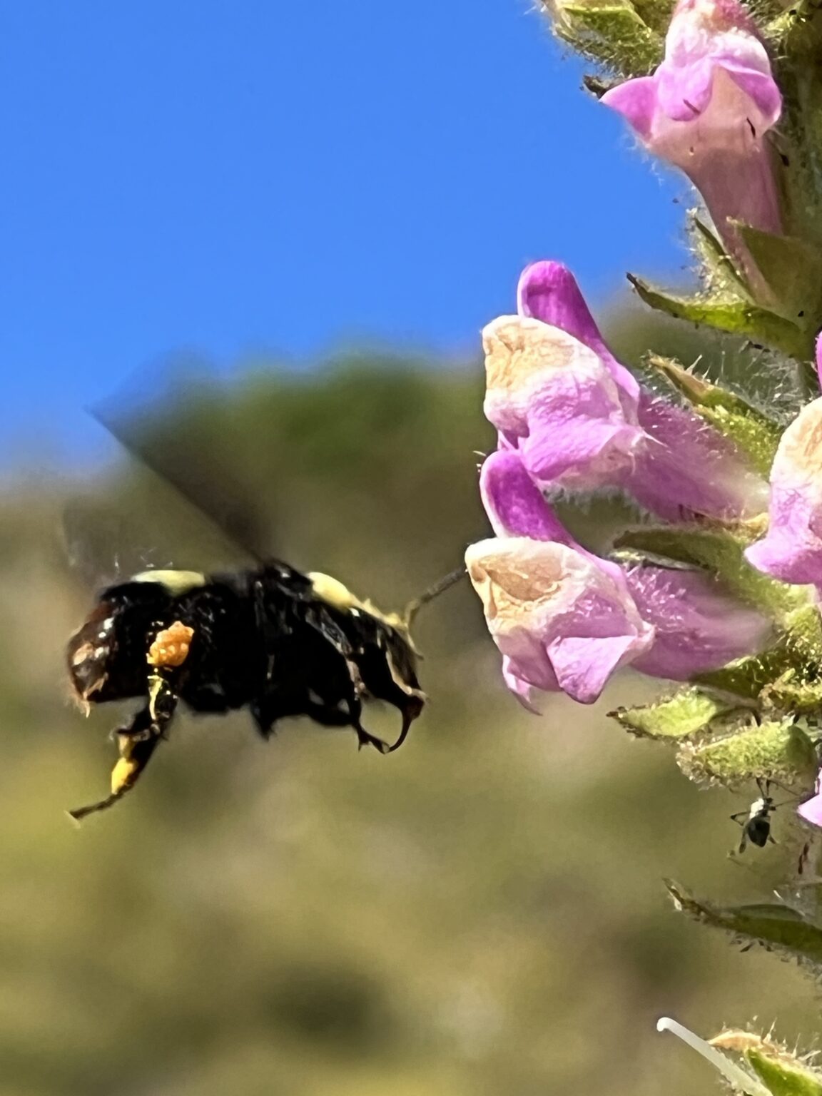 Crotch’s Bumble Bee – estuary.us